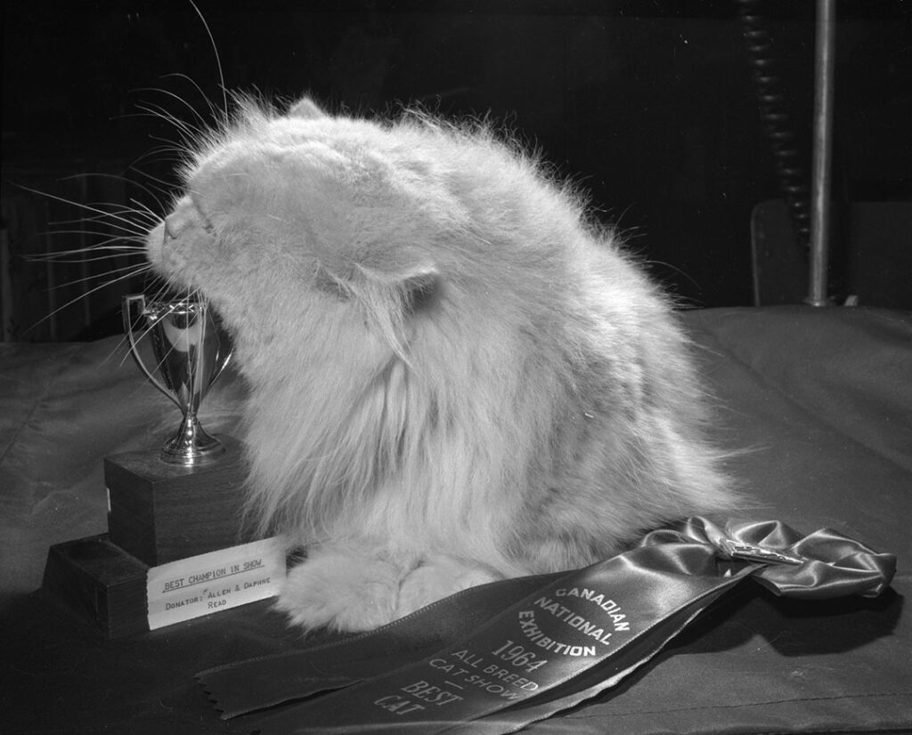 Winning a Trophy Feels Good, 1964 – CNE Heritage