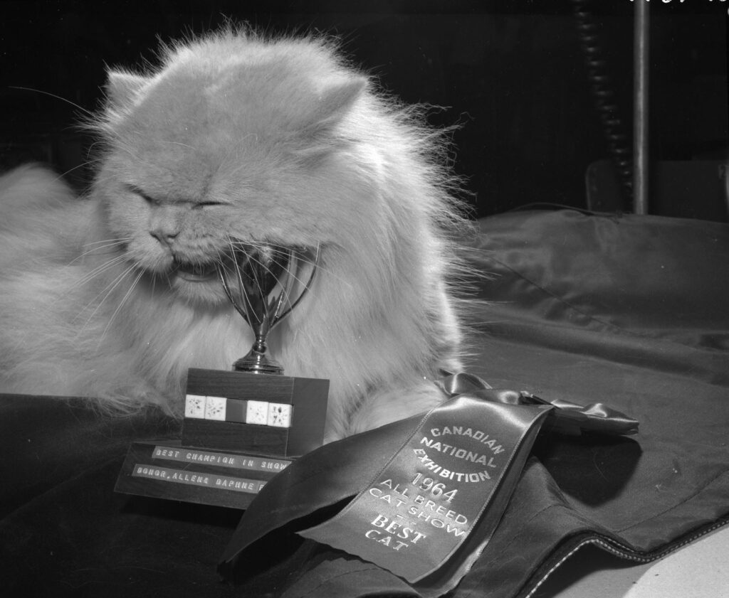 Prize Winning Cat Gets Hungry, 1964 – CNE Heritage