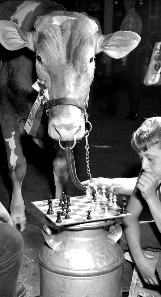 Jersey Cow Overseeing Chess Game, 1960s – CNE Heritage